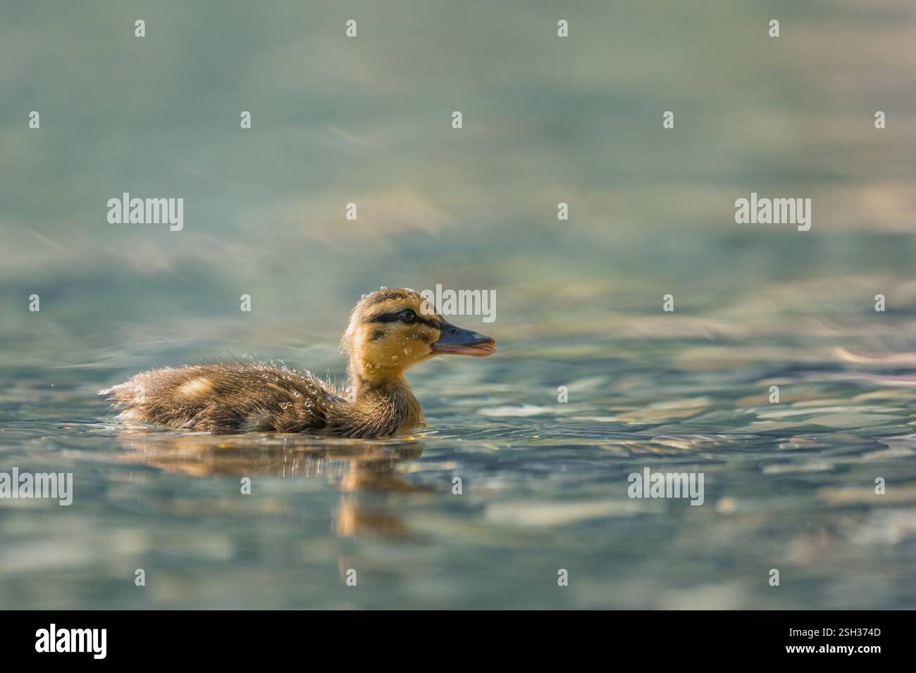 cute baby duckling mallard Stock Photo - Alamy