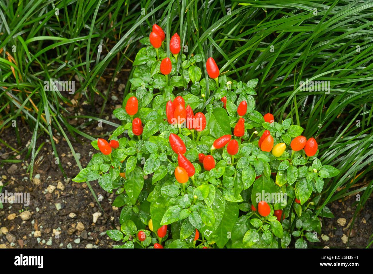 Spanischer Pfeffer Capsicum annuum, Paprika, Chili *** Spanish pepper ...