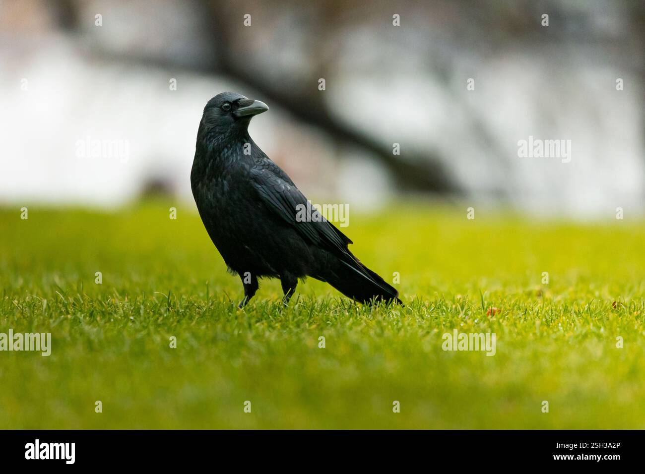 Raptor and crow hi-res stock photography and images - Alamy