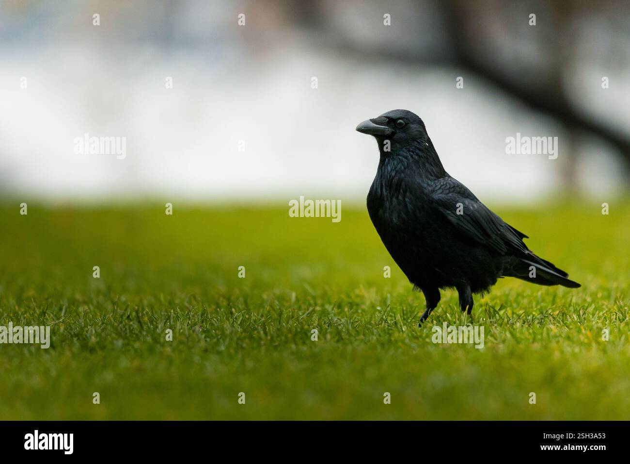 Patience in birding hi-res stock photography and images - Alamy