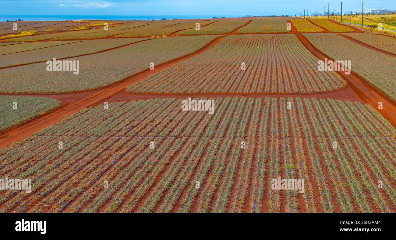 Aerial View of Dole Pineapple Plantation and Ocean in Oahu, Hawaii ...