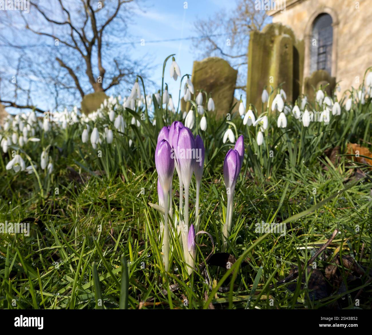 Purple crocuses sprouting in winter Stock Photo - Alamy