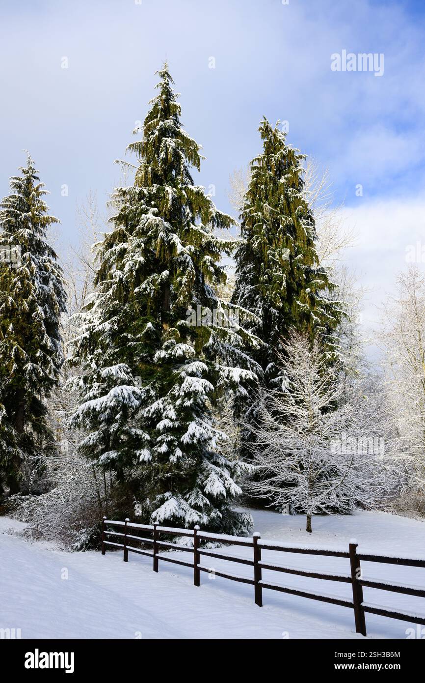 Snow covered hemlock tree hi-res stock photography and images - Alamy