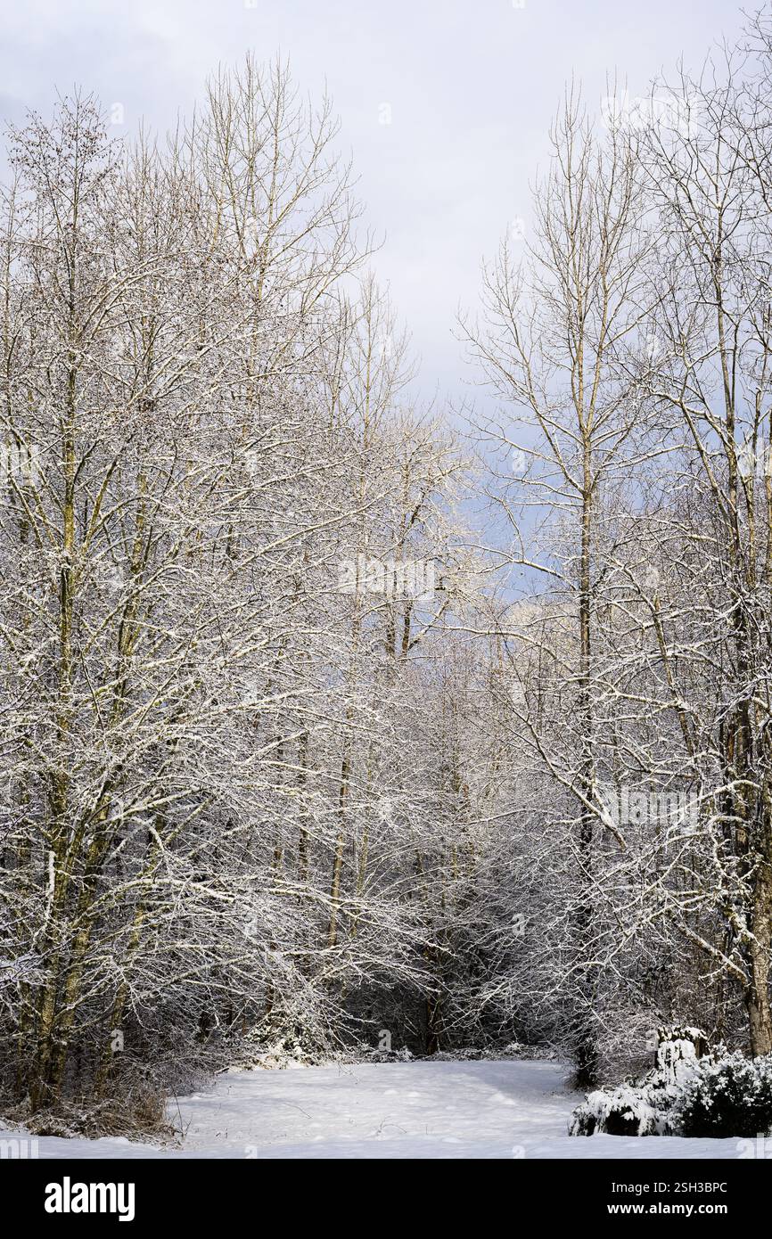Winter landscape of woodland with open ground in deciduous trees Stock ...
