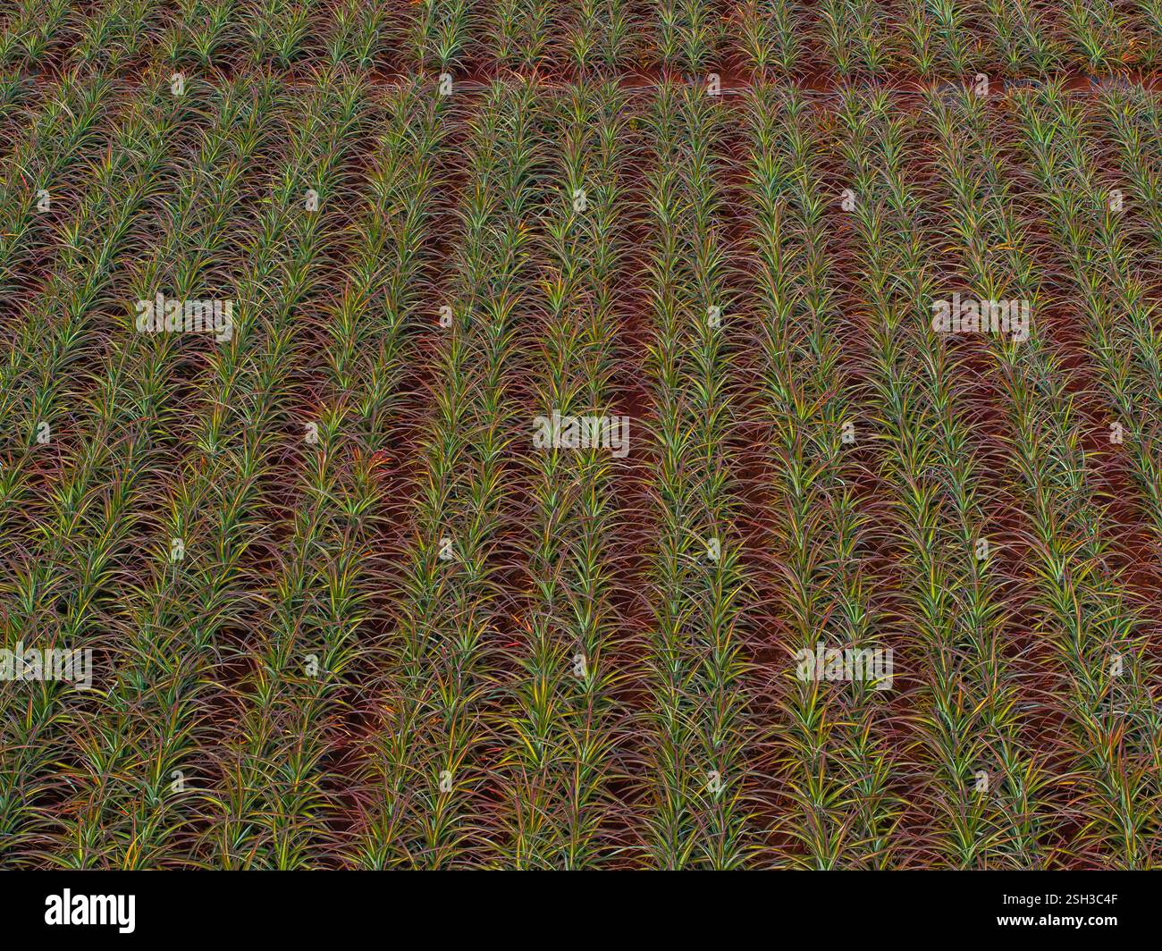 Aerial View of Pineapple Plantation on Oahu Island, Hawaii Stock Photo ...