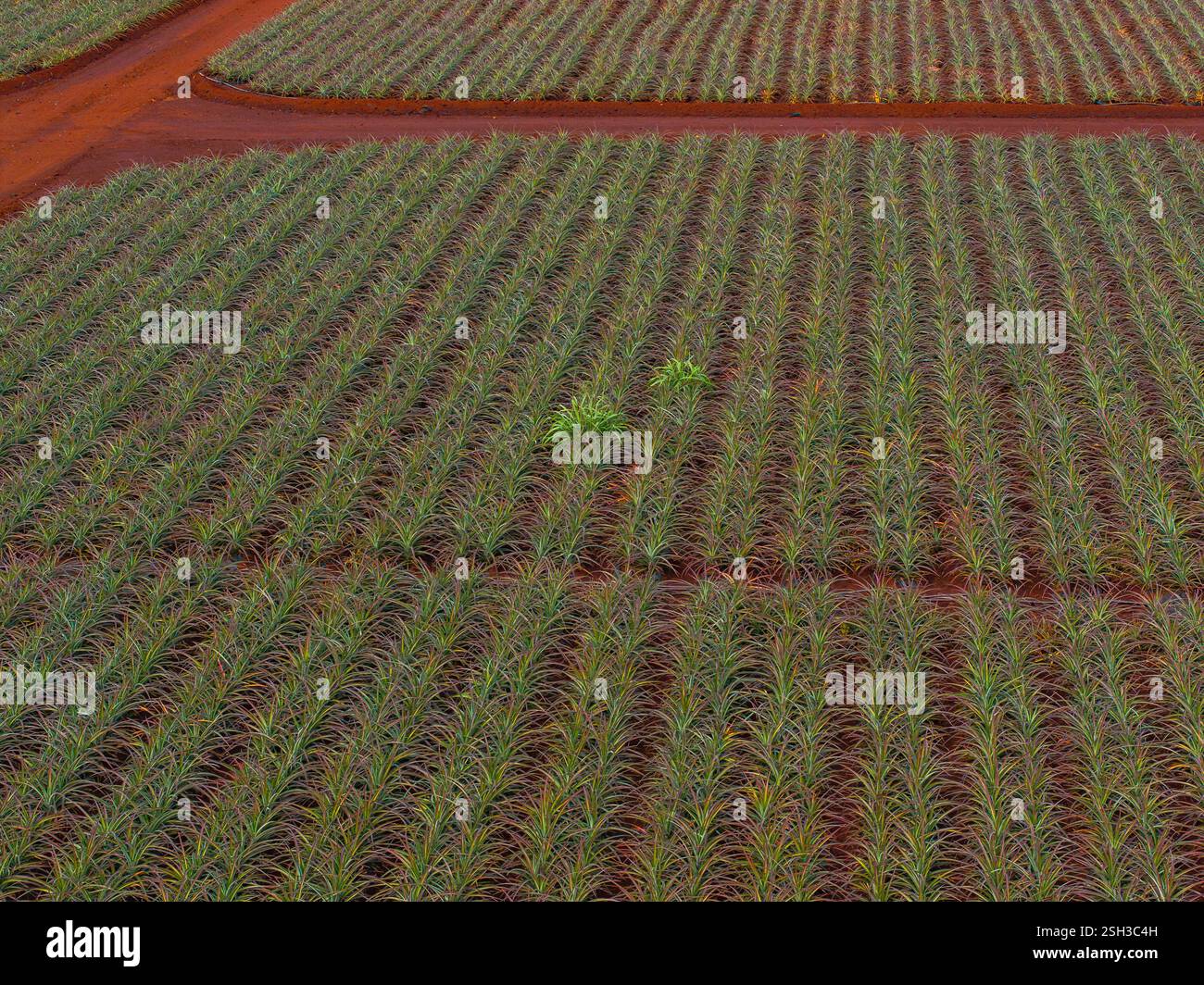 Aerial view pineapple plantation hi-res stock photography and images ...