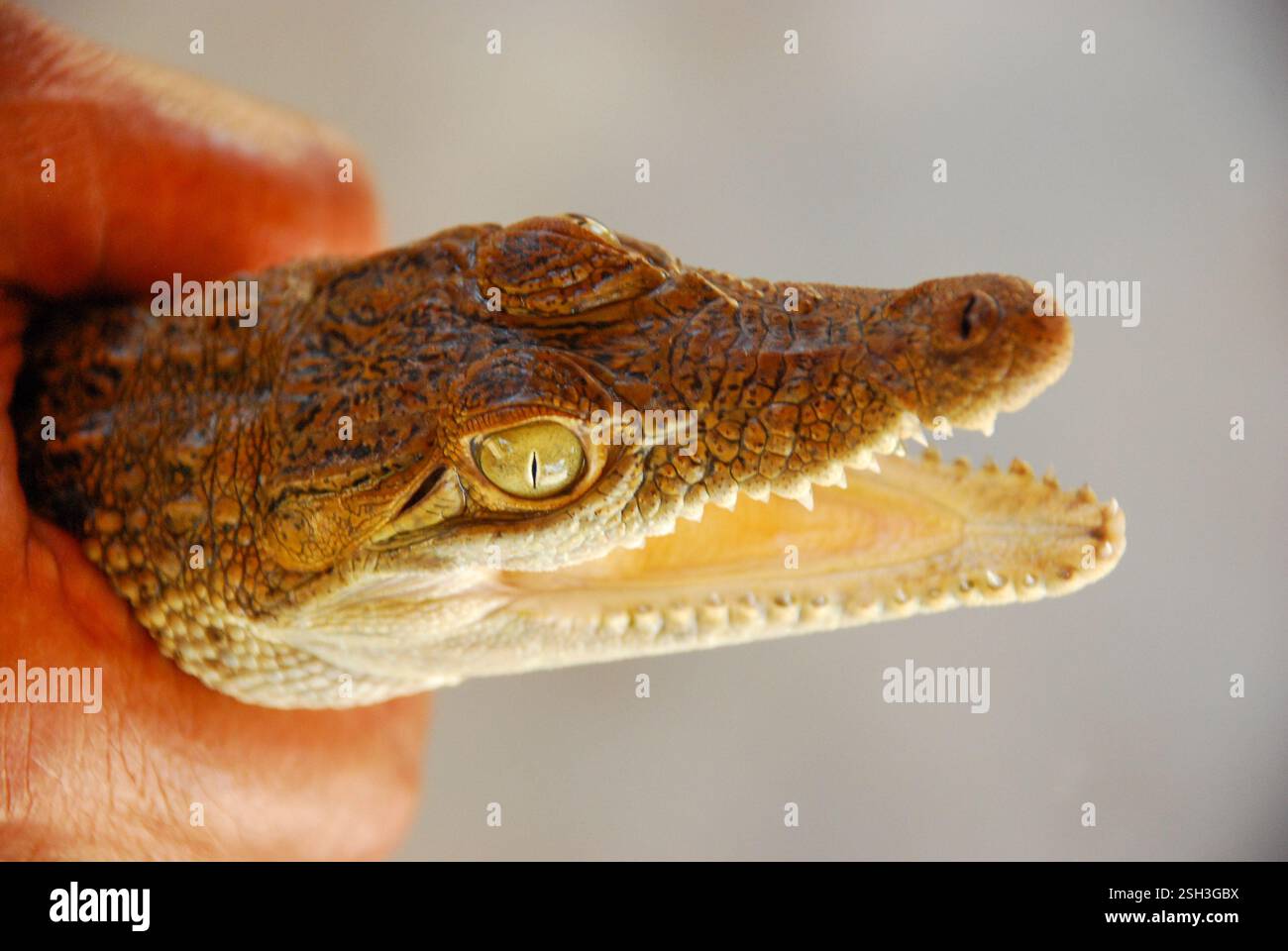 Close-up of baby crocodile teeth - Philippines, Coron Island Stock ...
