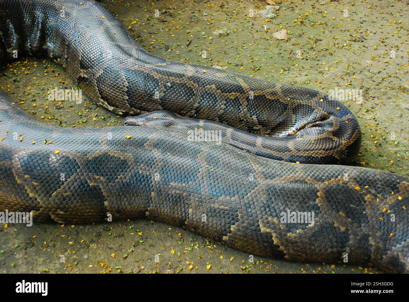 Close up of a python snake - Philippines, Coron Island Stock Photo - Alamy