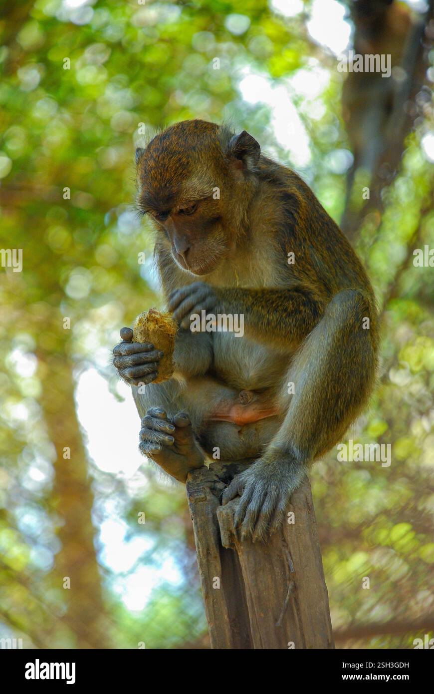 Asian Macaque monkey relaxing on the branch - Philippines, Coron Island ...
