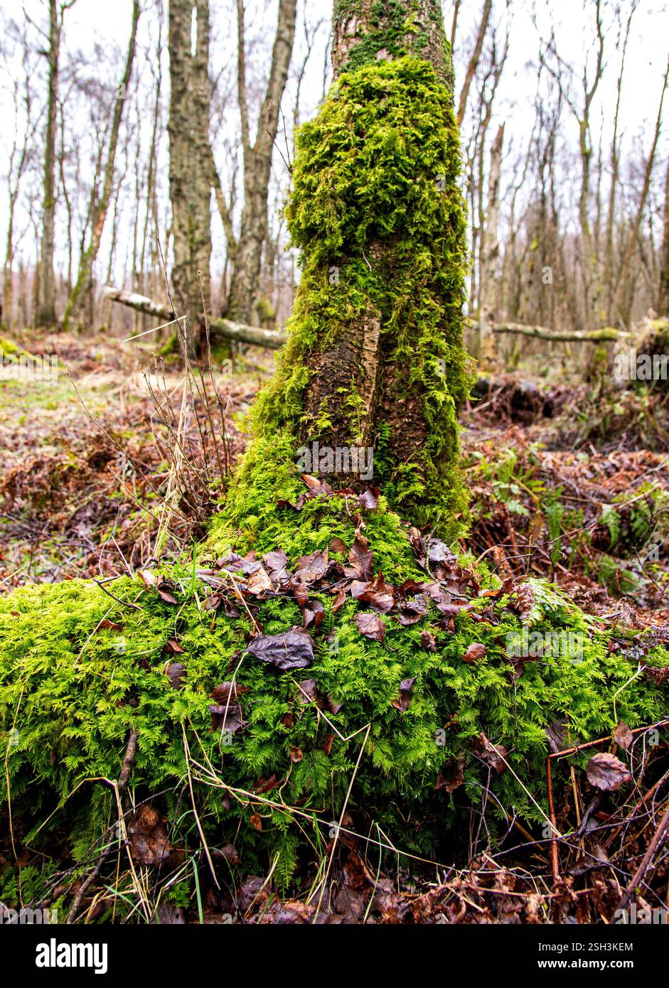 Damp conditions create wonderful unique woodland environment of common ...