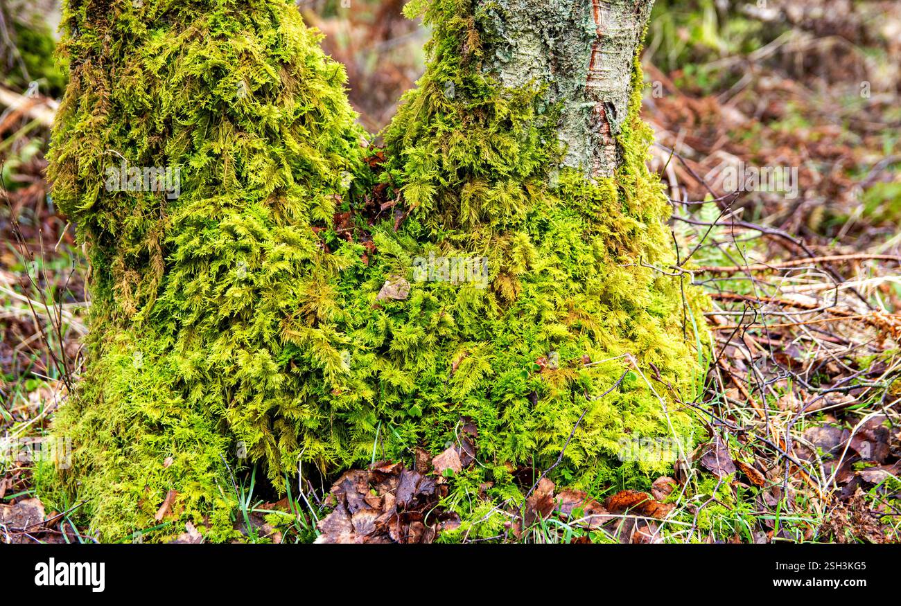 Damp conditions create wonderful unique woodland environment of common ...