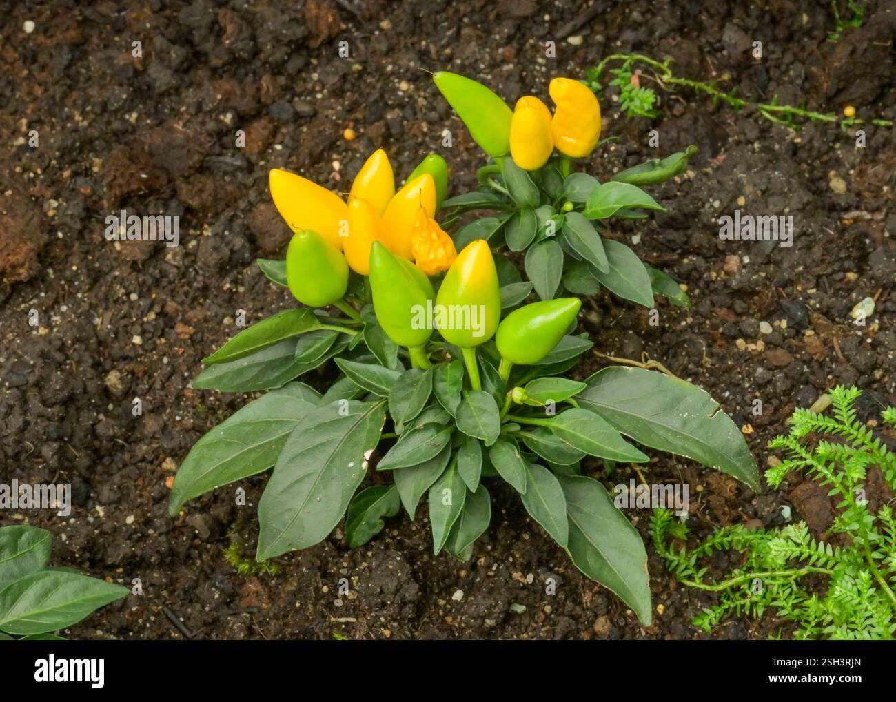 Spanischer Pfeffer Capsicum annuum, Paprika, Chili *** Spanish pepper ...