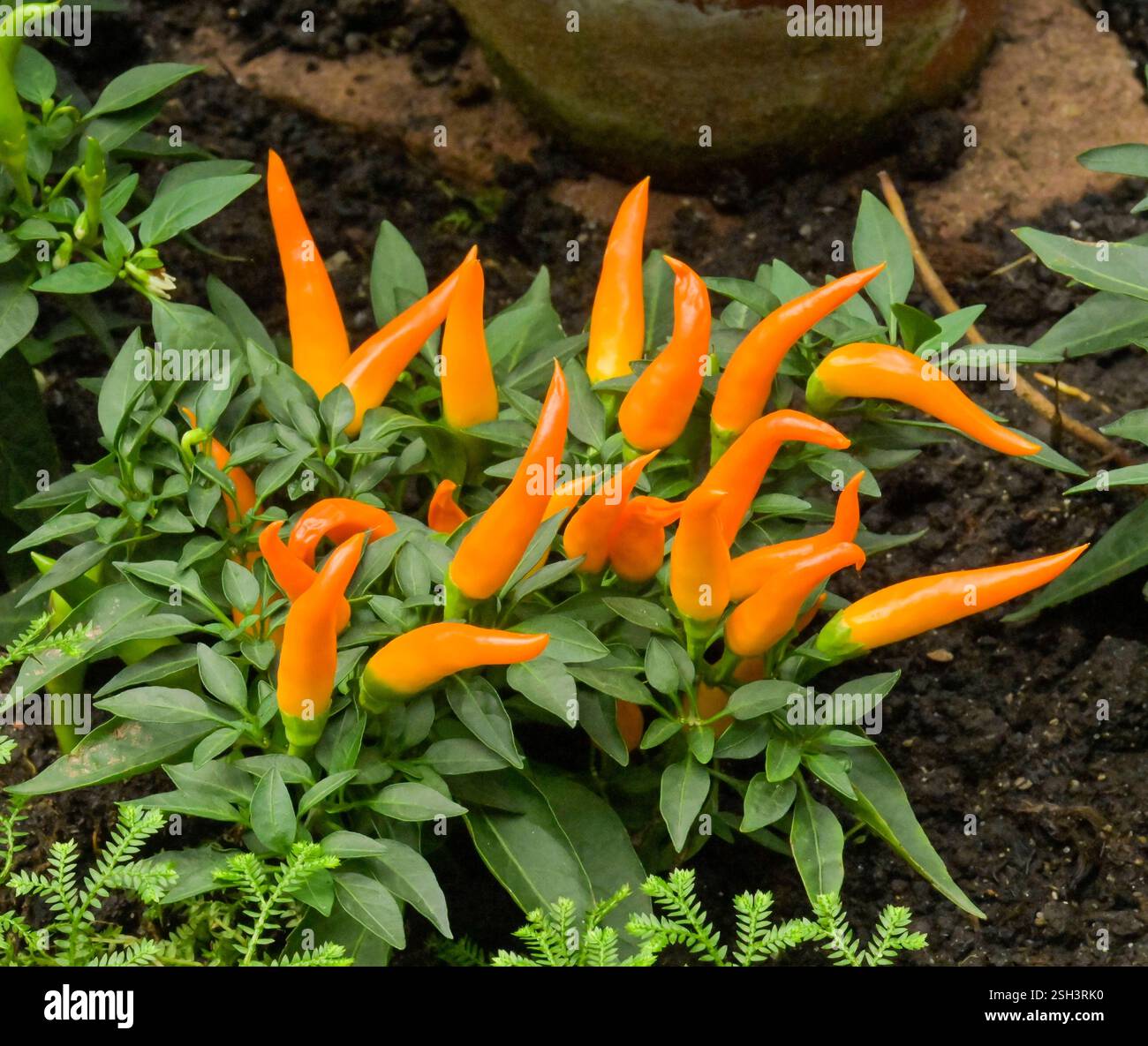 Spanischer Pfeffer Capsicum annuum, Paprika, Chili *** Spanish pepper ...