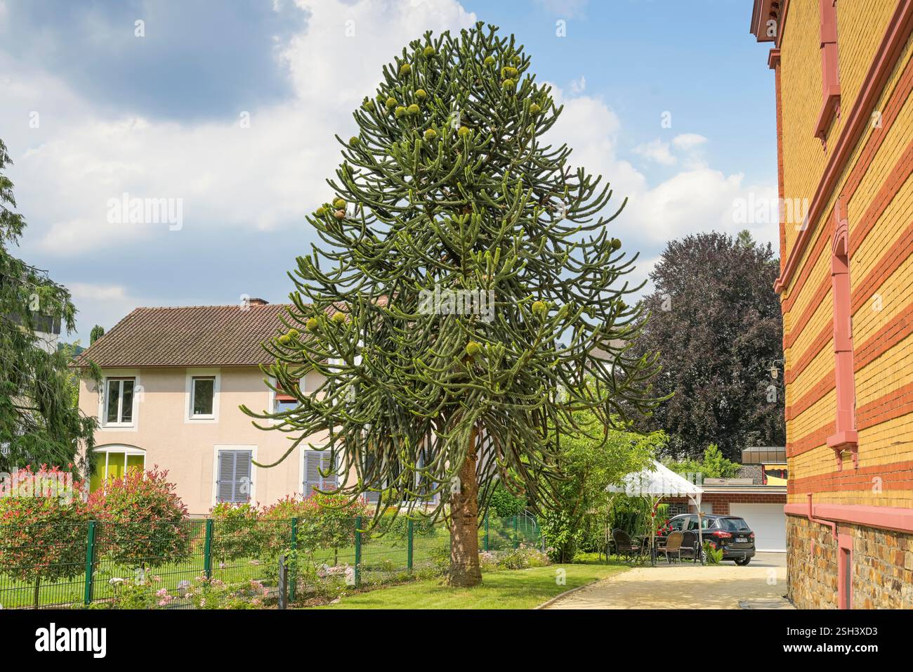 Chilenische Araukarie, Bad Ems, Rheinland-Pfalz, Deutschland Stock ...