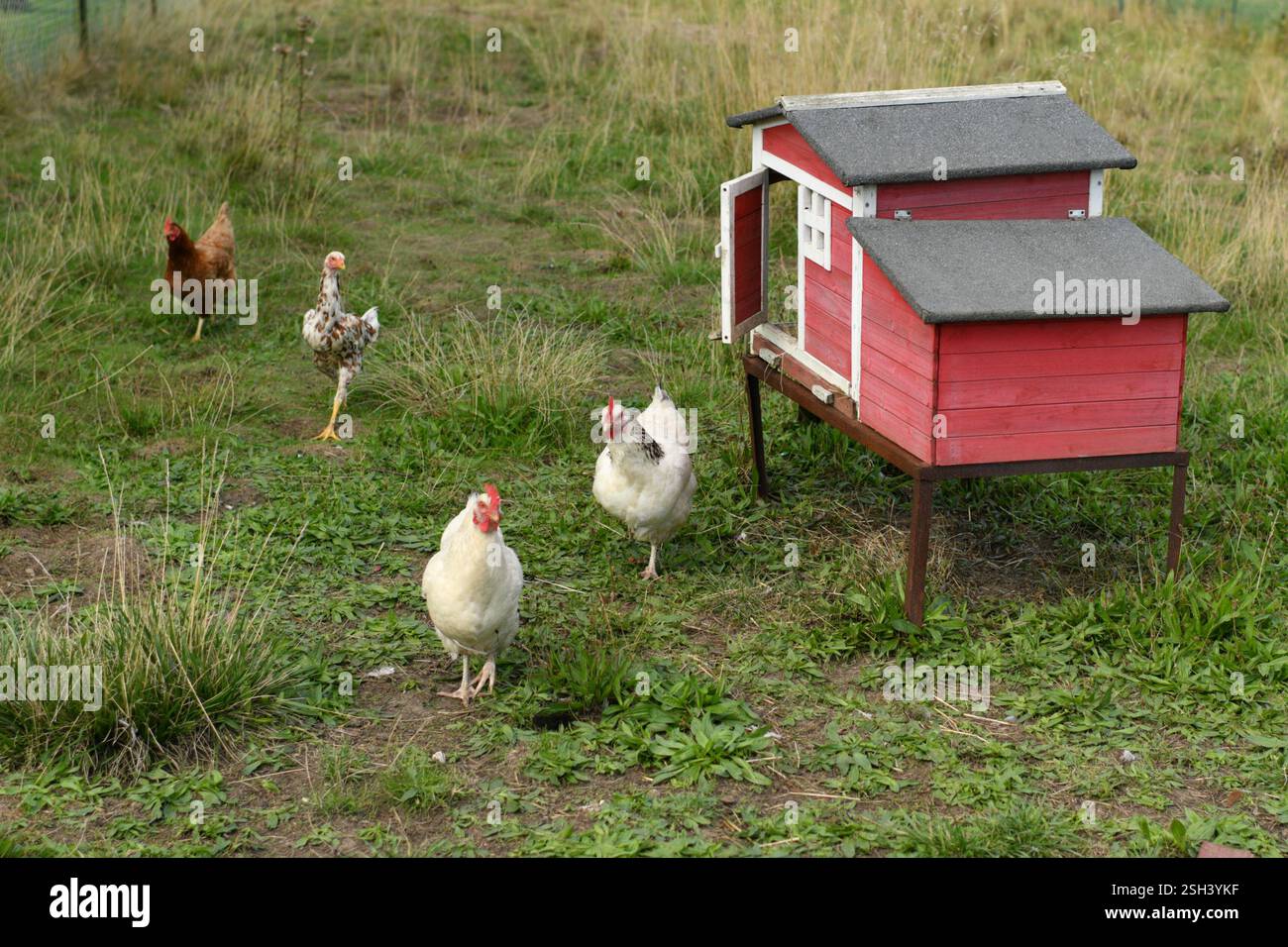 Wooden chicken coop with chickens on freedom in the garden of a ...
