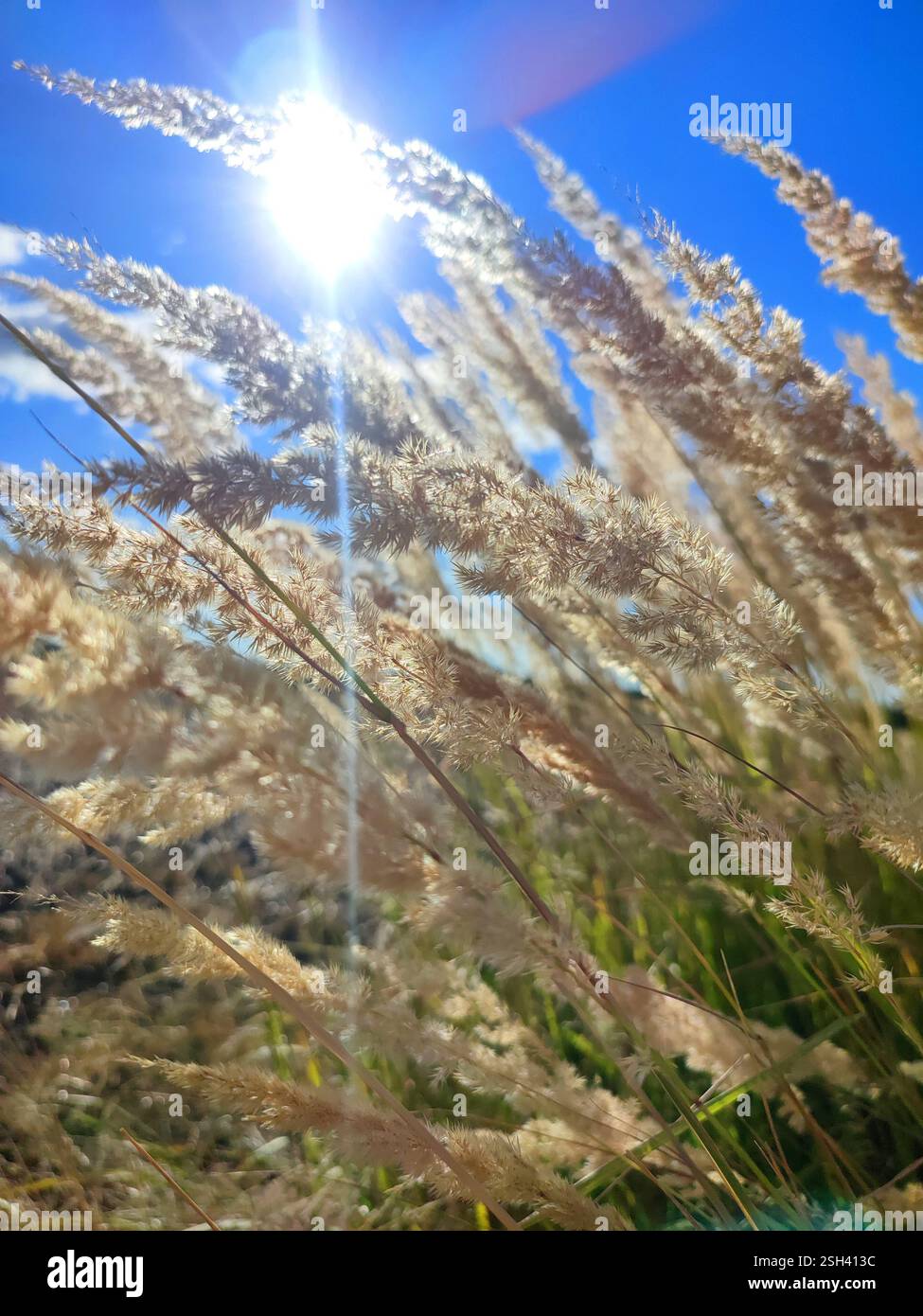 Many stems dry feather grass flowers swaying in wind on background of ...