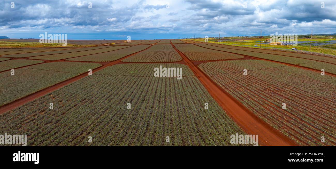 Aerial View of Pineapple Fields at Dole Plantation, Oahu, Hawaii Stock ...