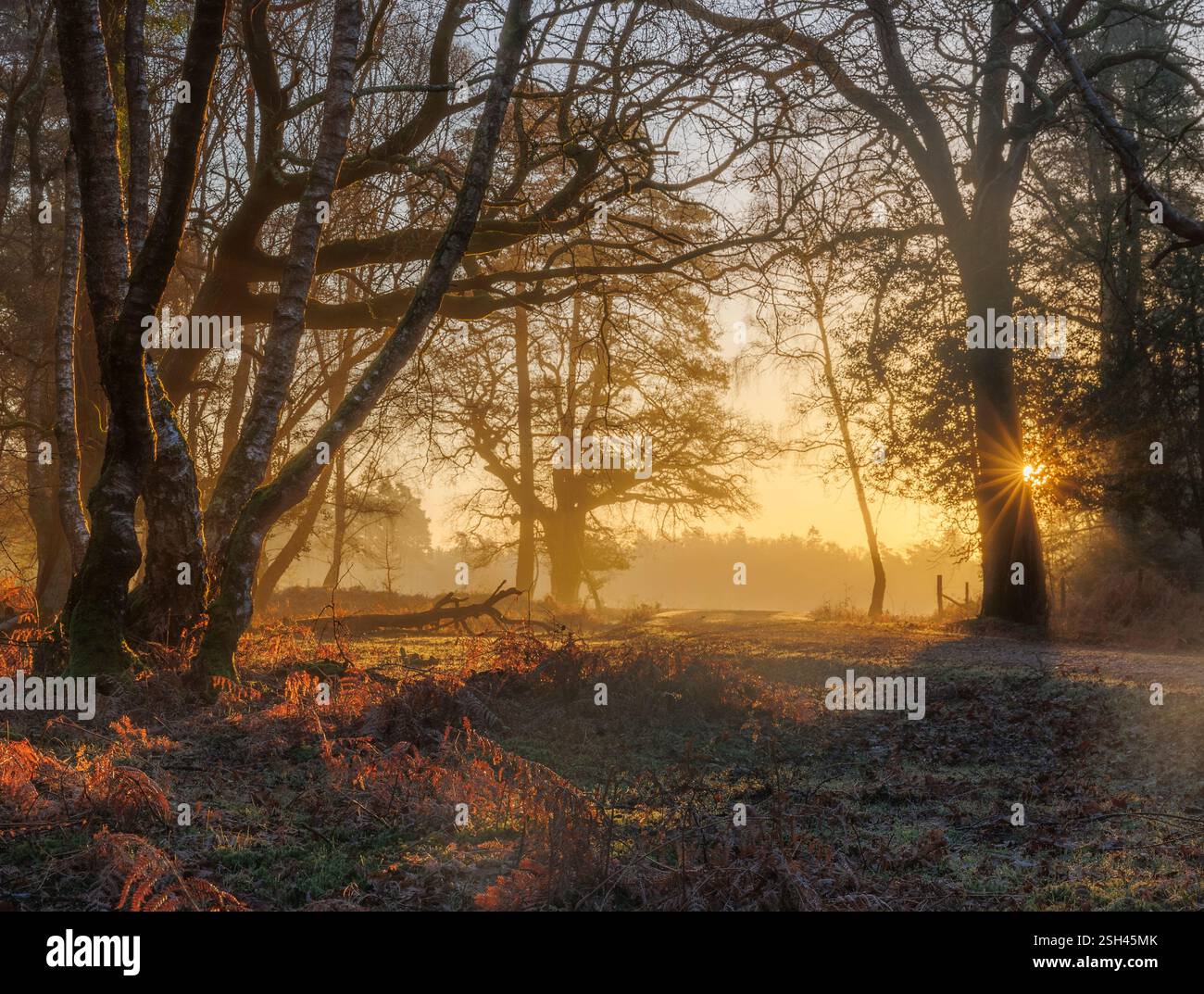 Warm early morning sunlight streams through trees and mist along a ...