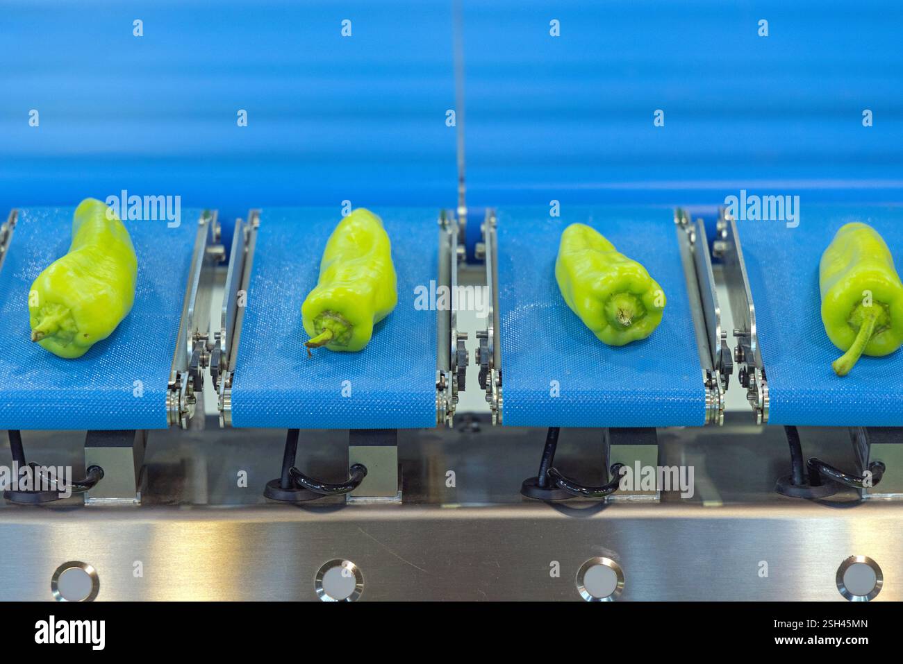 Green Peppers at Blue Conveyor Belt Food Production Machine Stock Photo ...