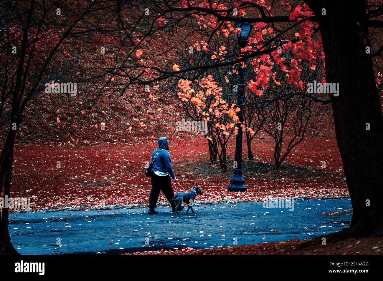 Perro paseando hi-res stock photography and images - Alamy