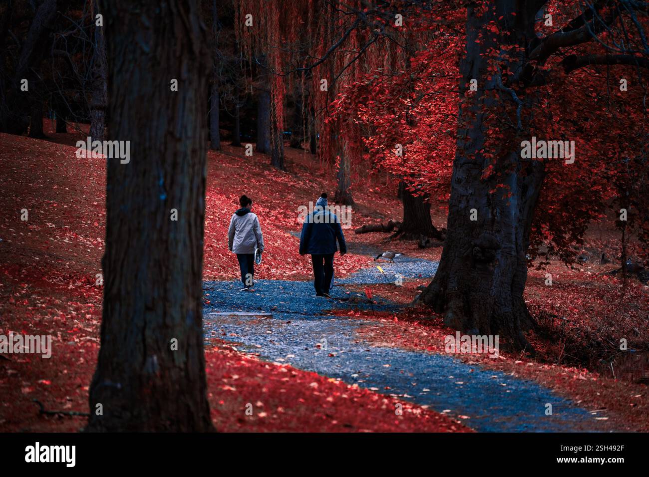 Pareja paseando parque hi-res stock photography and images - Alamy