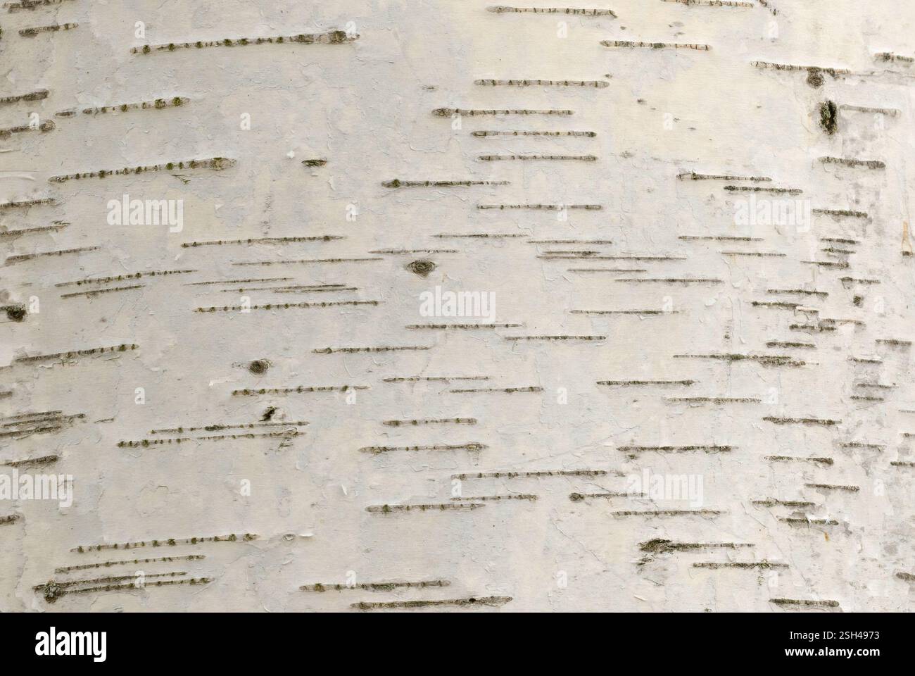 Birch bark texture, Betula pendula close up. Repeating pattern. Natural ...