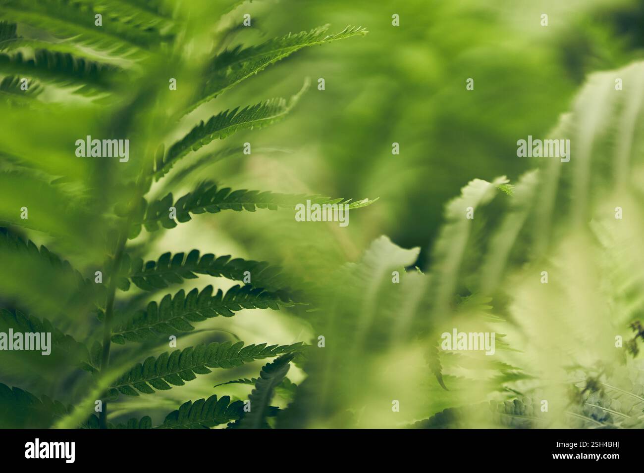 A blurred background of fern leaves. Large vegetation in the park in an ...