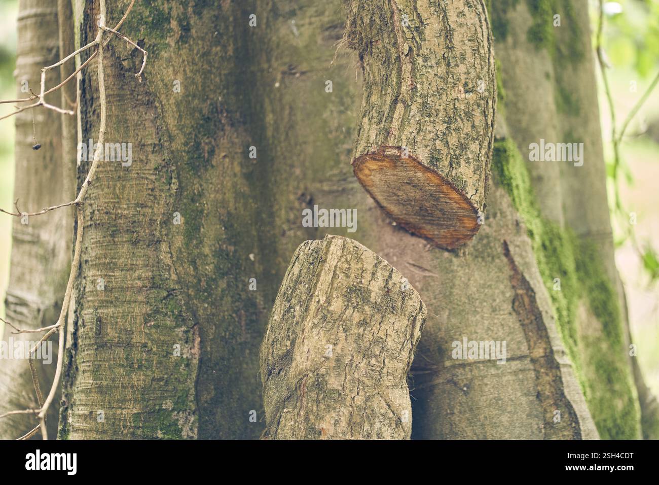 A sawn tree with moss growing against the bark of a tree in nature ...