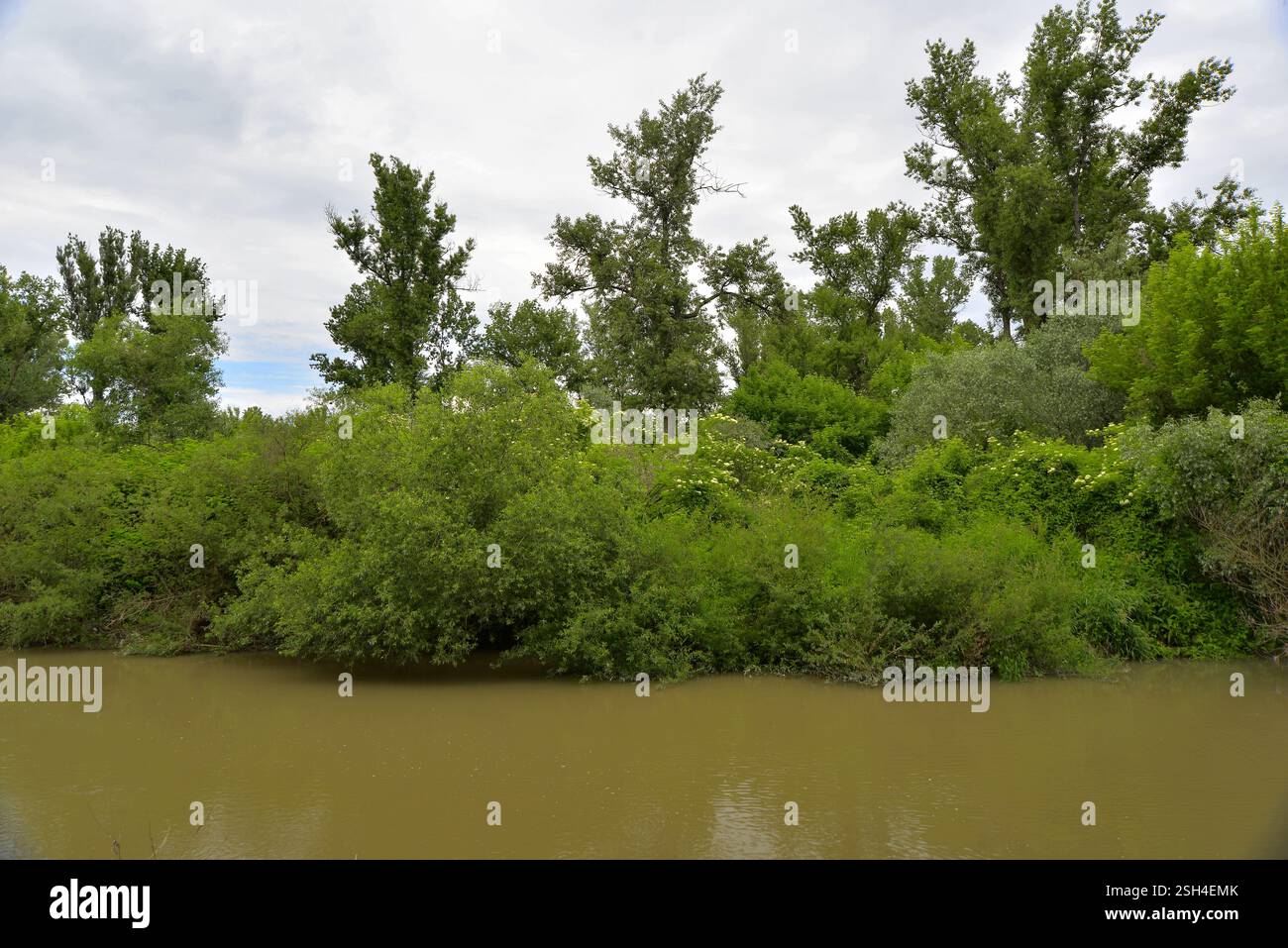River Mures grown by snowmelt and rainfall with typical riverside ...