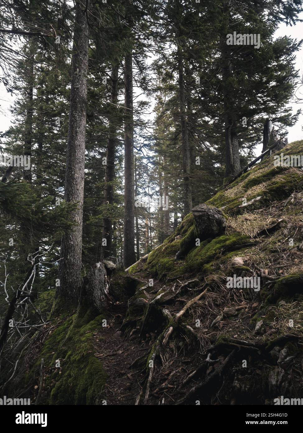 A serene forest trail lined with towering pine trees and moss-covered ...