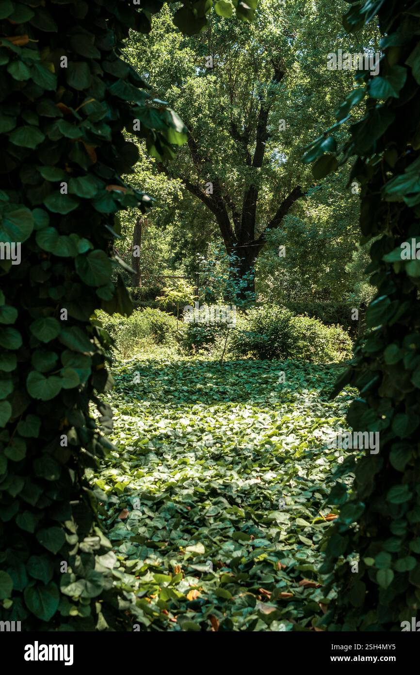 a clearing completely covered with evergreen ivy Stock Photo - Alamy