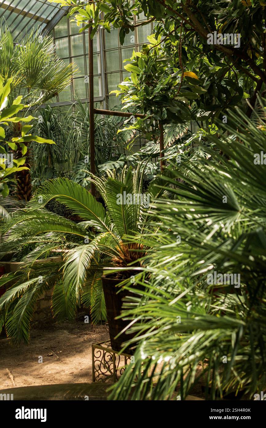 tropical garden in a greenhouse with palm trees with a variety of ...
