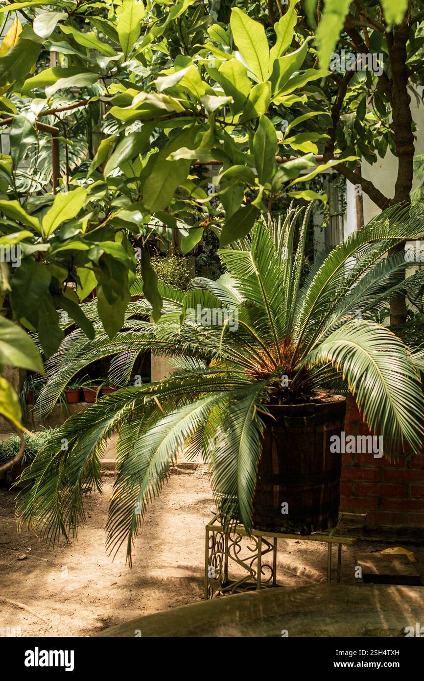 tropical garden with palm trees with variety of tropical tree Stock ...