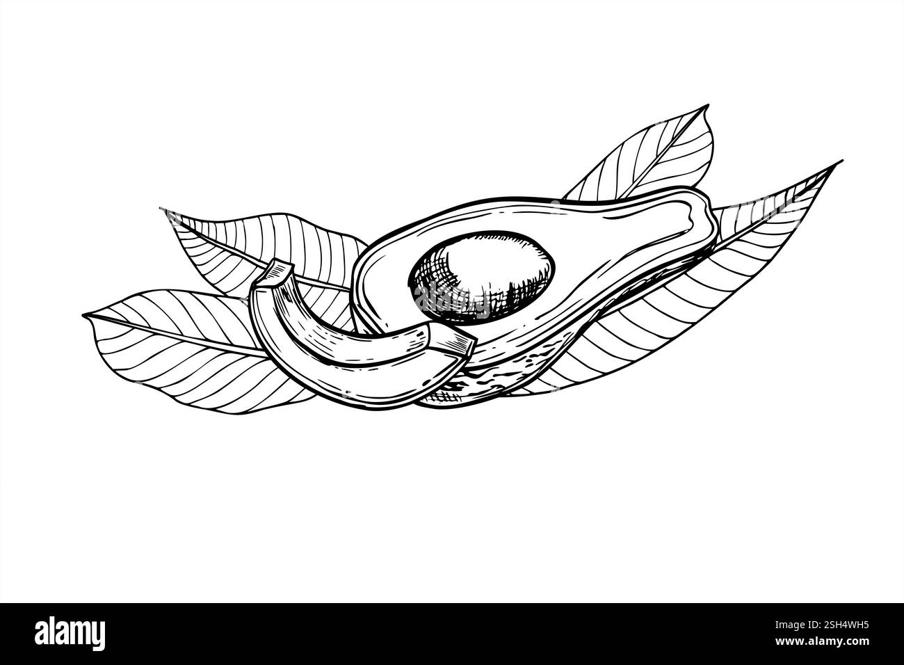 Etching in black ink Stock Vector Images - Alamy