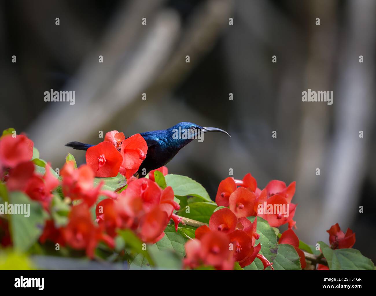 Indian sunbird hi-res stock photography and images - Alamy