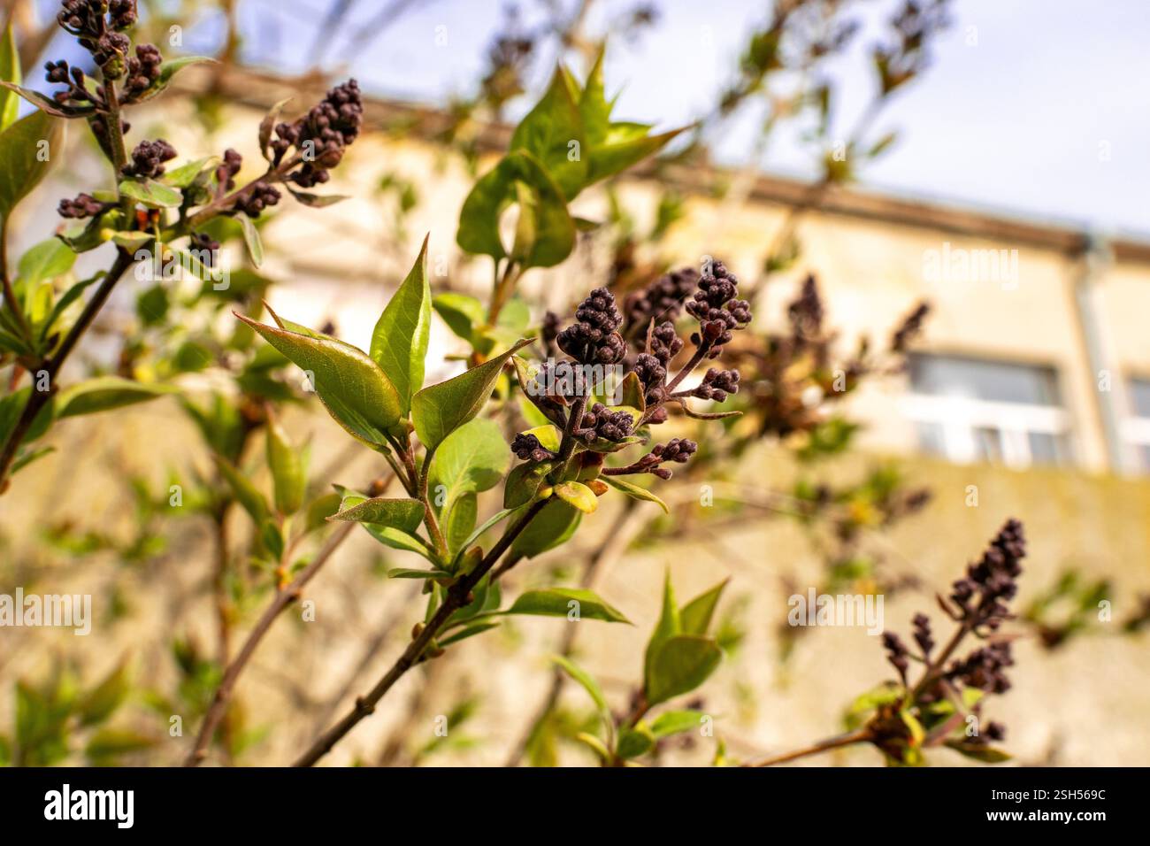 lilac branches in early spring in April Stock Photo - Alamy