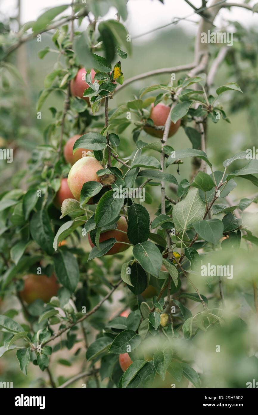 Autumn foliage apple tree hi-res stock photography and images - Alamy