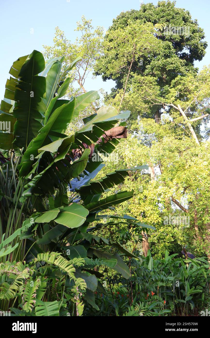 Greenery | Singapore Botanical Garden Stock Photo - Alamy