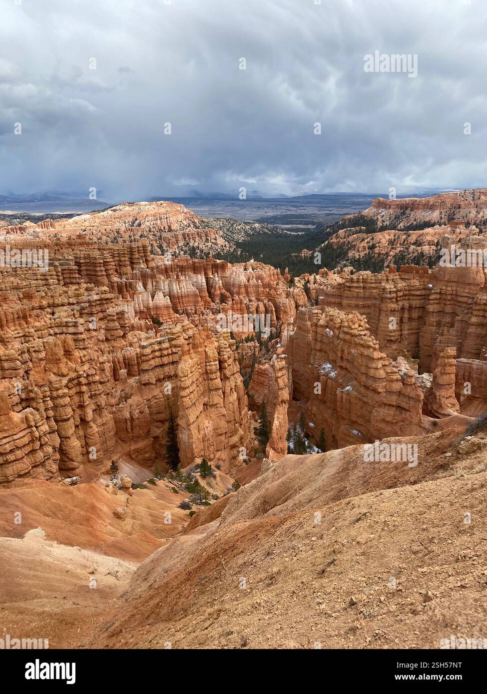 Wildflowers pine trees overlook hi-res stock photography and images - Alamy