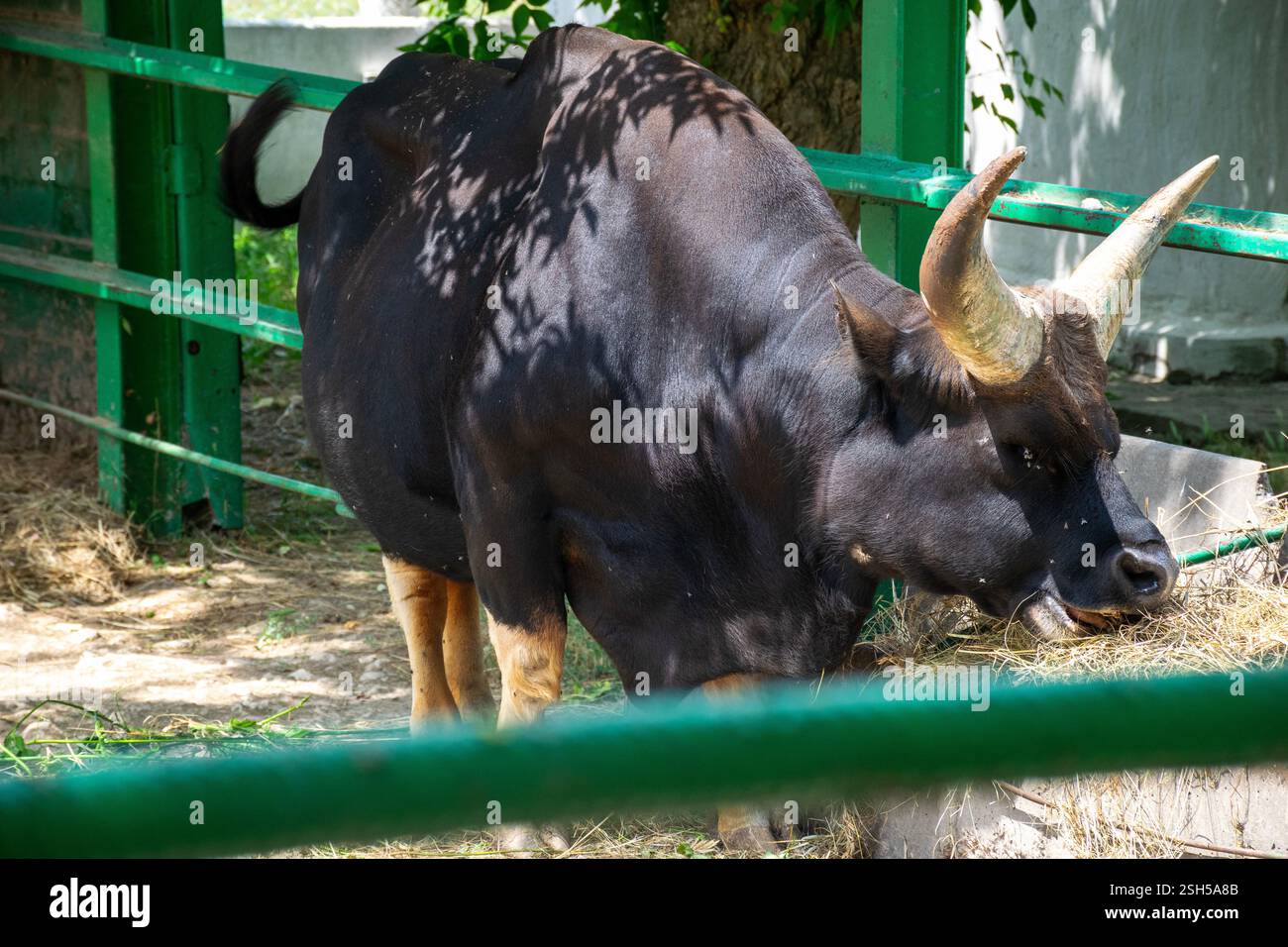 A huge black buffalo with big horns is eating grass Stock Photo - Alamy