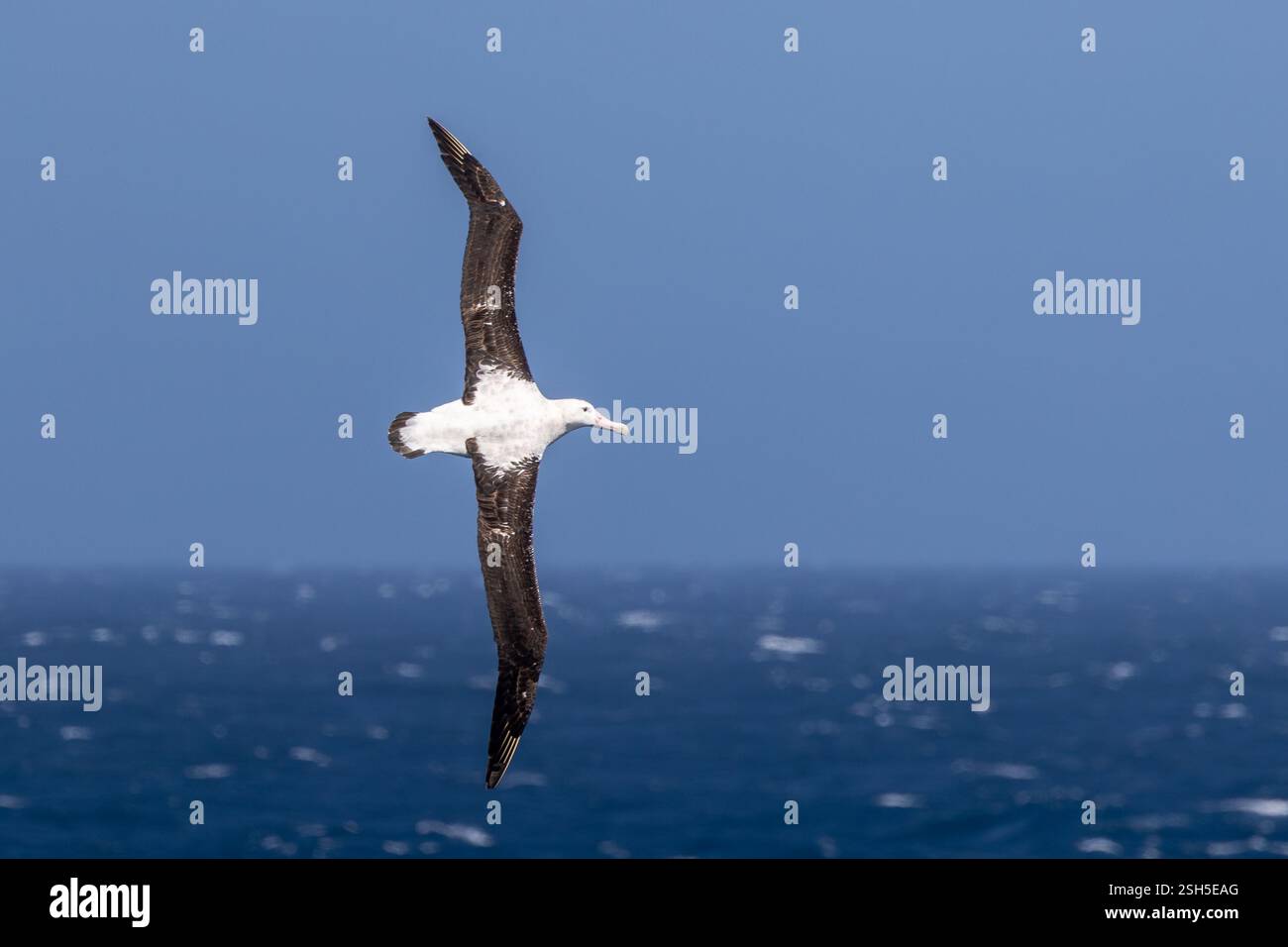 Wandering Albatross (Diomedea exulans) at sea off Prince Edward Islands ...