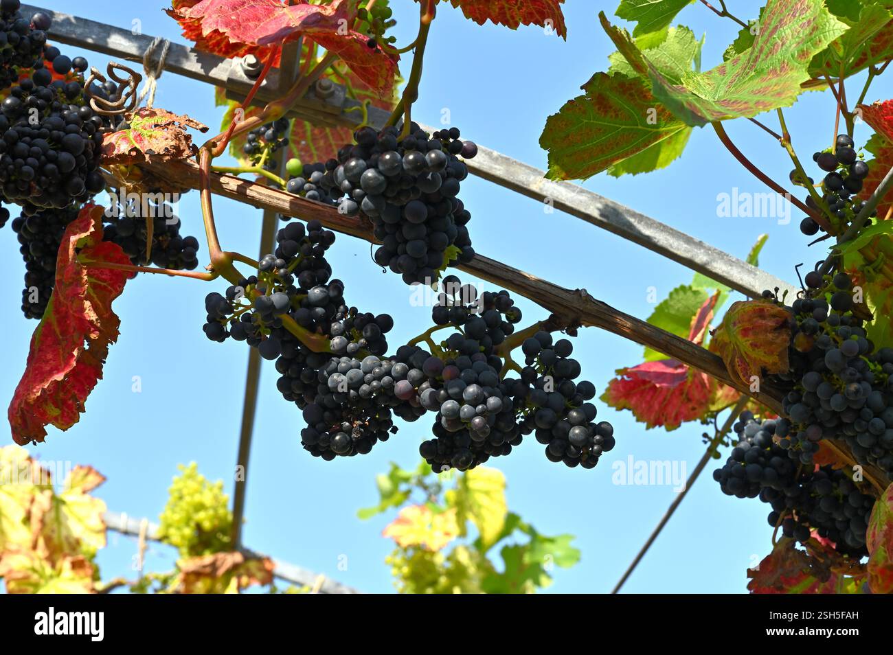 Black grapes grapes vitis vinifera Rondo growing on vine in UK garden ...