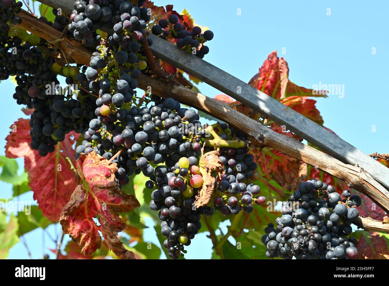 Black grapes grapes vitis vinifera Rondo growing on vine in UK garden ...