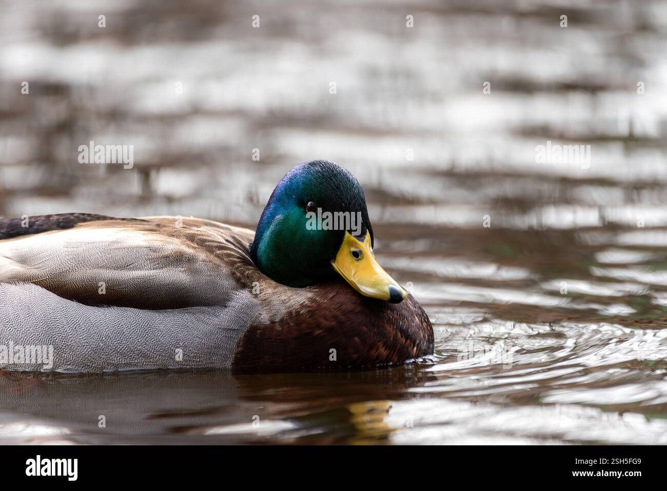 Curious duck looking camera hi-res stock photography and images - Alamy