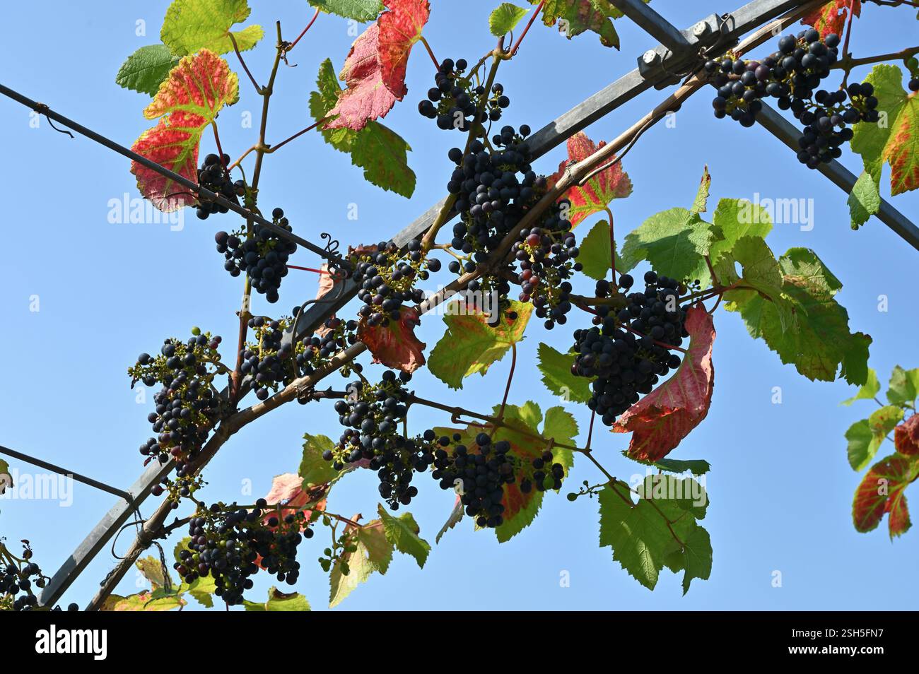 Black grapes grapes vitis vinifera Rondo growing on vine in UK garden ...