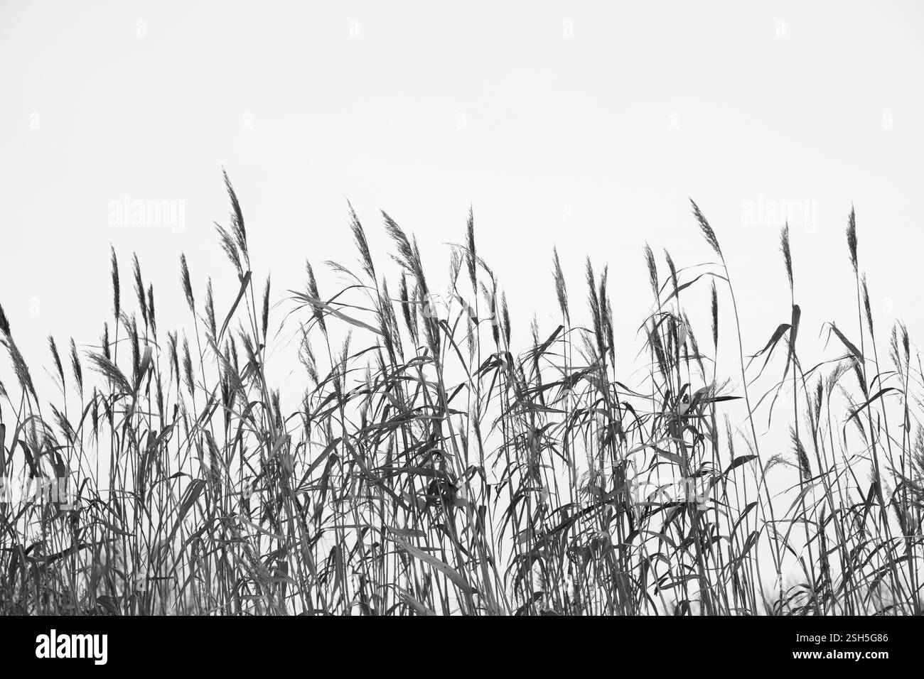 Dry reeds on white background, effect black and white tones Stock Photo ...