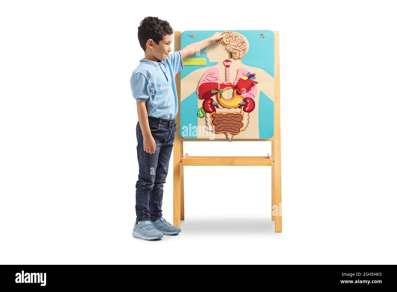 Boy pointing at a human brain on a poster isolated on white background ...