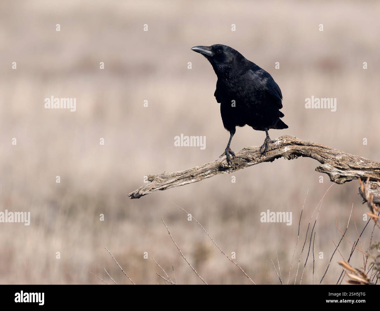 Carrion crow, Corvus corone, Single bird on branch, Spain, February ...