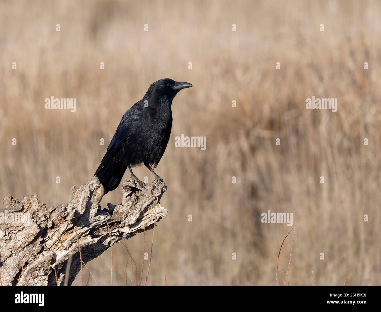Carrion crow, Corvus corone, Single bird on branch, Spain, February ...