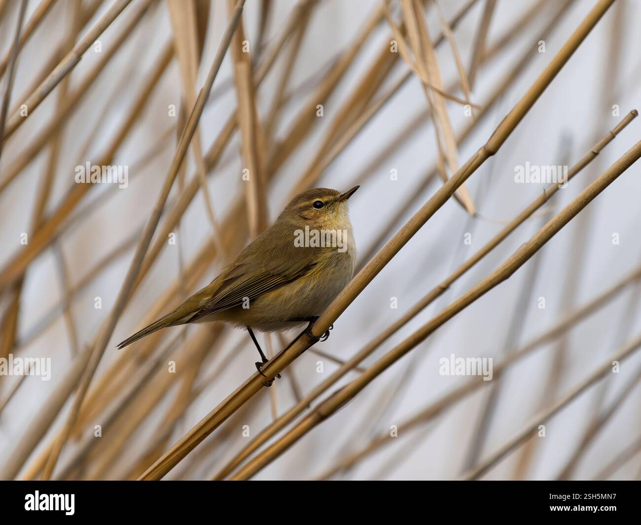 Chiffchaff, Phylloscopus collybita, Single bird on reeds, Spain ...